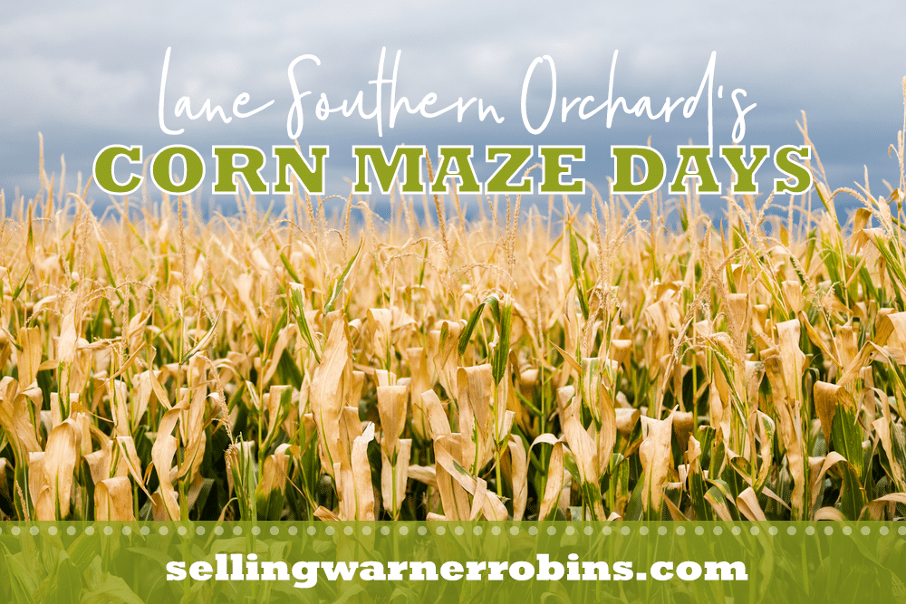 Corn Maze Days at Lane Southern Orchards, Fort Valley Georgia
