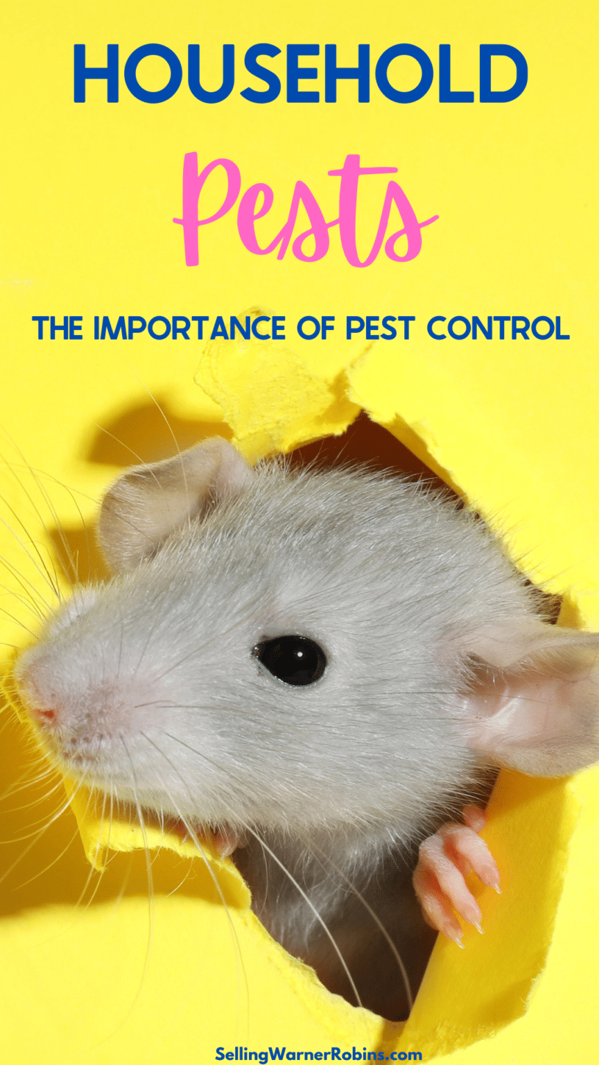 Combatting Common Household Pests: 6 Types and Tips for Prevention