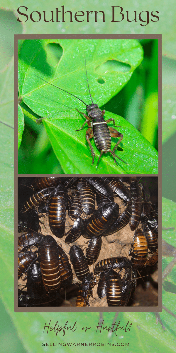 What Homeowners Should Know About Southern Pests